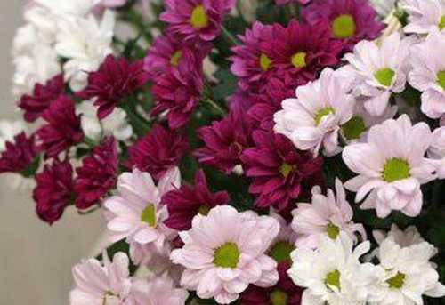 Корзина цветов из 25 кустовых хризантем