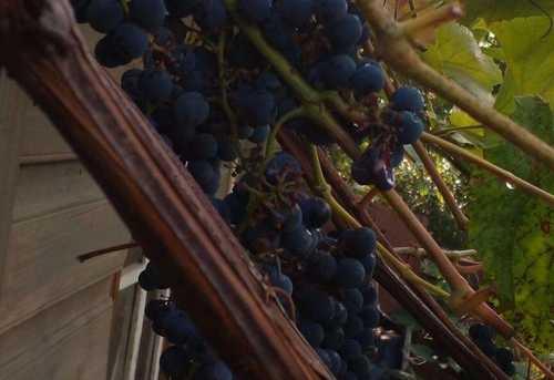 Черенки технического винограда