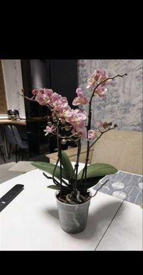 Орхидея Парфюмерная фабрика Orange
