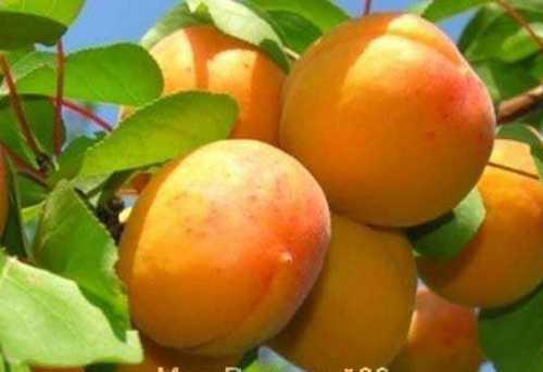 Плодовые деревья оптом и в розницу
