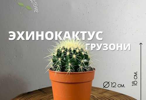 Кактус Эхинокактус Грузони, h-18 / d-12