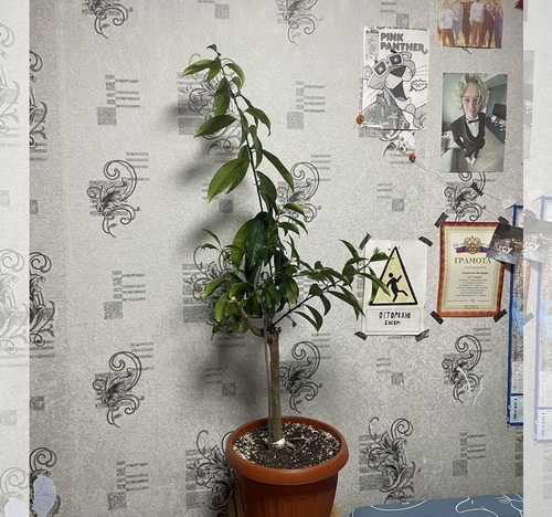 Кумкват маргарита