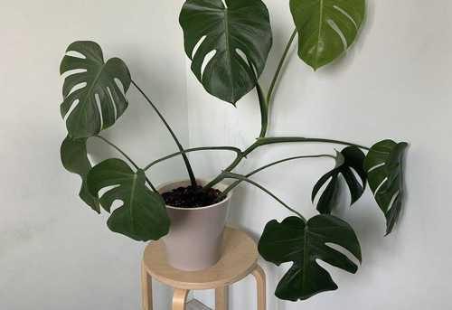 Монстера Деликатесная / Monstera Deliciosa