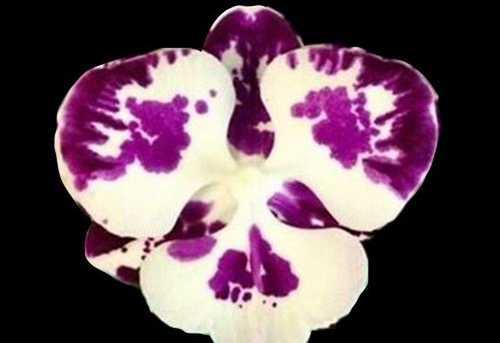 Орхидея Phal. Panda Pop
