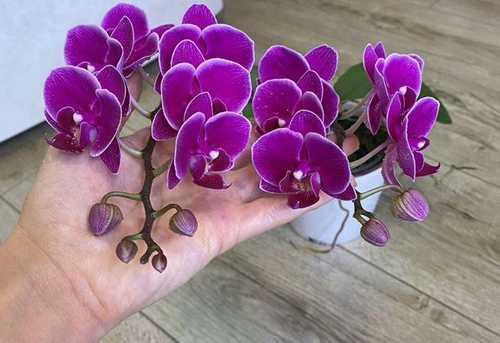 Орхидея Sun Jye Diamond (variegata)