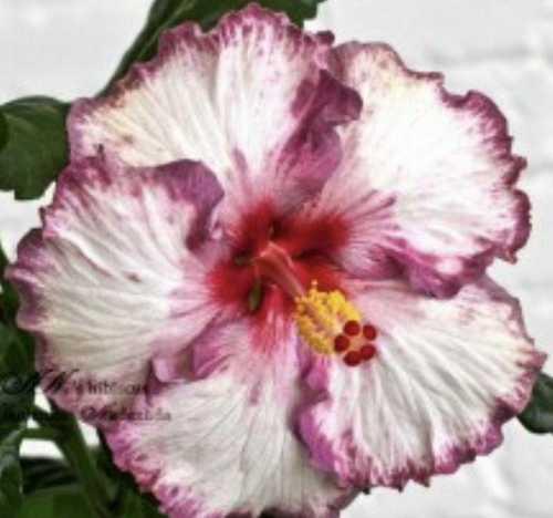 Гибискус сортовой NN's Da Vinci Code