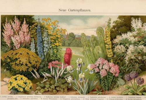 Гравюры. Литография. XIX век. Ботаника. Растения