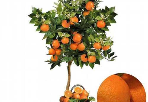 Мадарины, Апельсины и другие цитрусовые