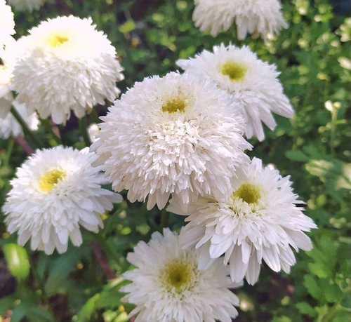 Нивяник, ромашка крупная, махровый и обычный