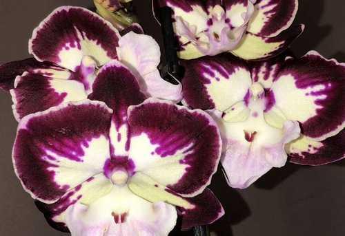 Восхитительная орхидея Tinkerbells Kizz Big Lip