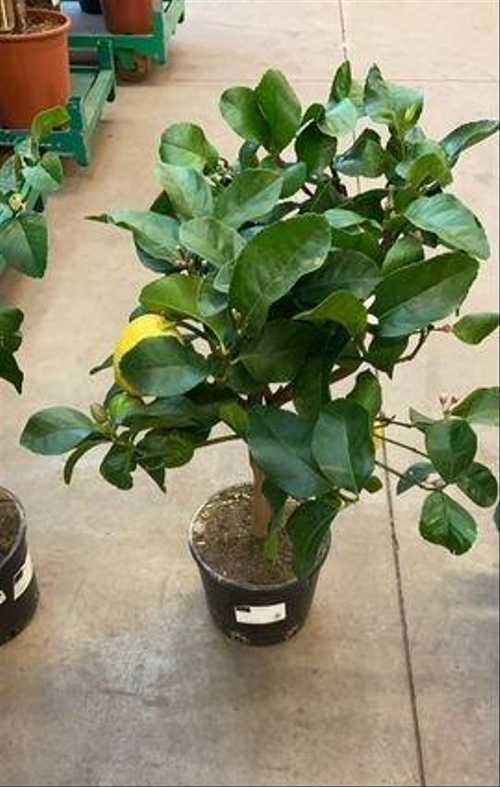 Лимон с цветами и плодами / Лимонное дерево Н 75 с