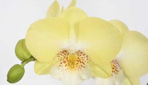 Орхидея Phal. YH05100 Walle