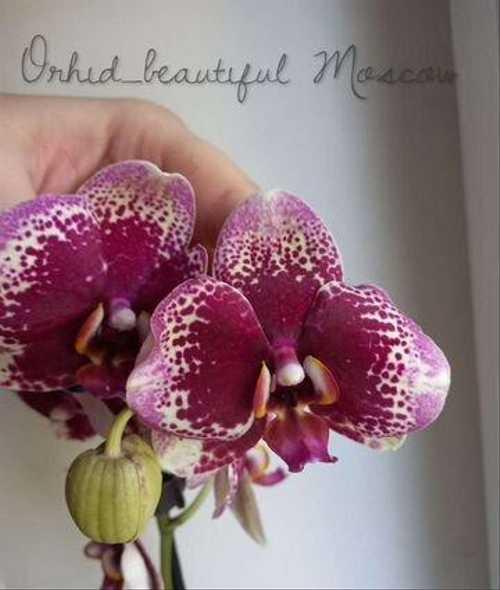 Орхидея фаленопсис дрим даймонд dream diamond