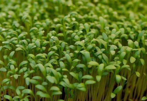 Семена для микрозелени