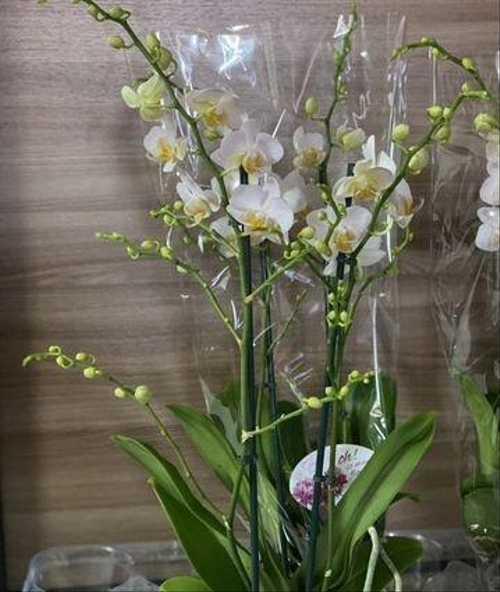 Орхидея фаленопсис burgundy (бургунди)