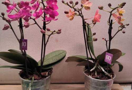 Орхидея парфюмерная фабрика