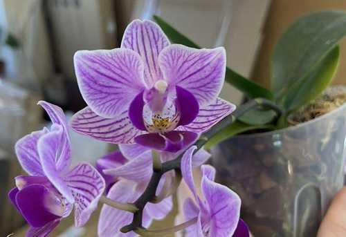Орхидея фаленопсис Sogo Vivien цветущая
