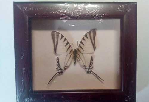 Бабочка в рамке Euritides agesilaus(Перу)