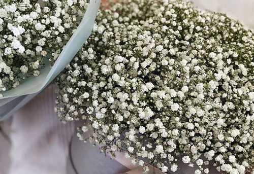 White Gypsophila. Bouquets of Gypsophila