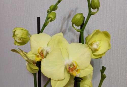 Орхидея фаленопсис Феррара, 2 ствола