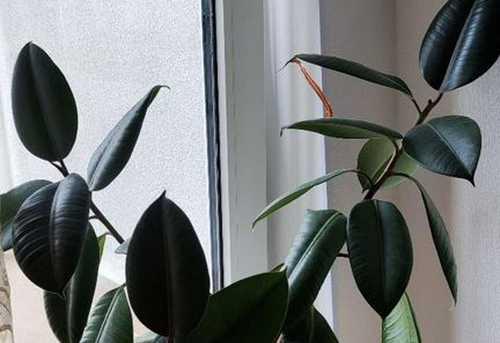 Фикус, лилия и другие комнатные растения