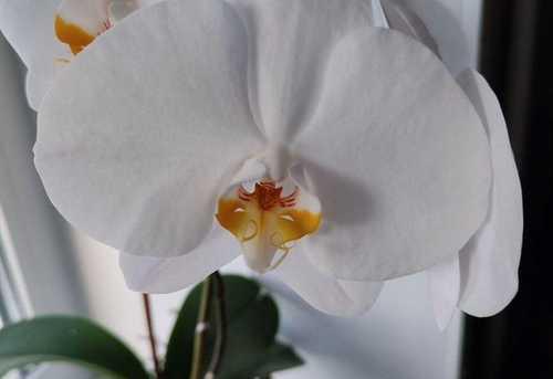 Ветка Орхидеи фаленопсис на срез