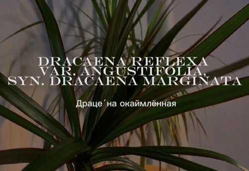 Драцена окаймлённая (Dracaena)