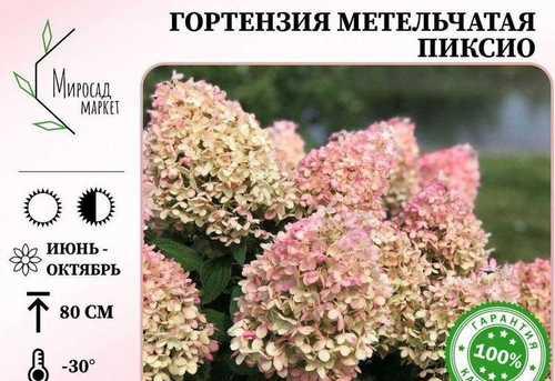 Гортензия метельчатая Пикси