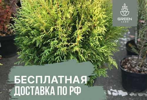 Туя Вудварди (Woodwardii)
