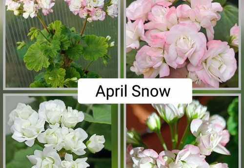 April Snow и другие пеларгонии
