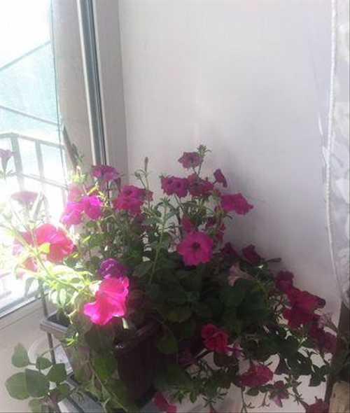 Ампельная петуния