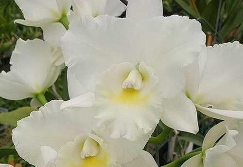 Орхидея Rth. Shinfong White Charm 'White Rose'