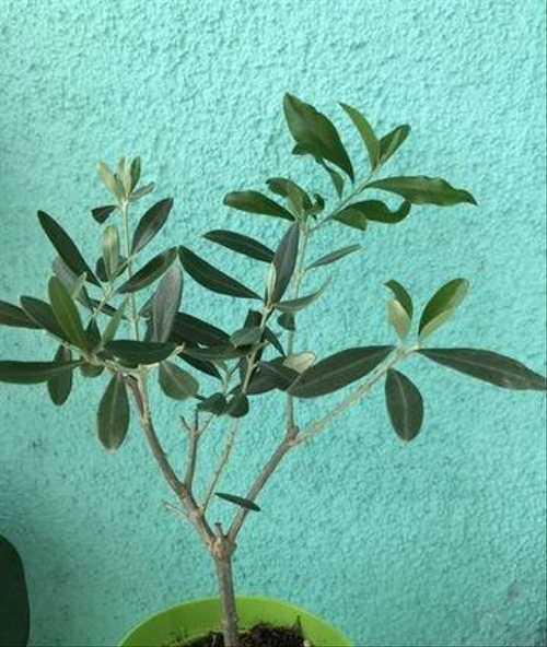 Оливковое дерево олива штамбовая
