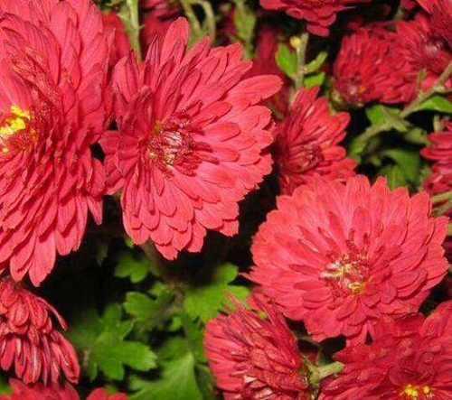 Хризантема корейская Dushess of Edinburgh