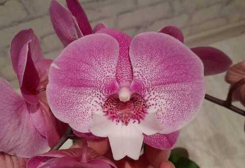 Орхидея фаленопсис биг лип биглип