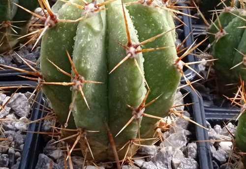 Trichocereus macrogonus Трихоцереус на подвой