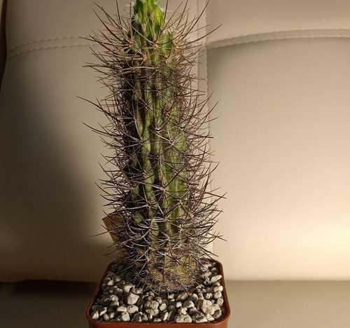 Pyrrhocactus Neoporteria Кактусы 6 шт