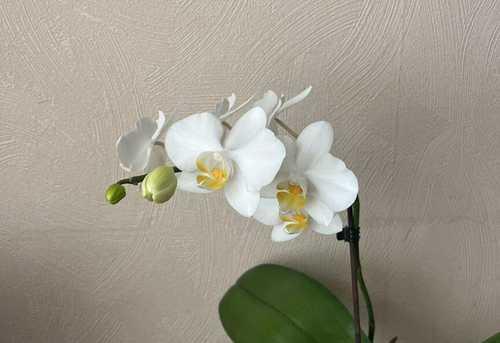 Орхидея фаленопсис миди