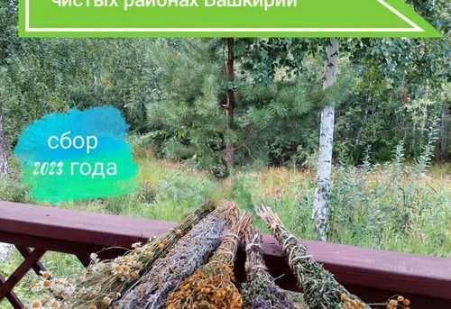Травы для бани