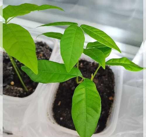 Лонган растение