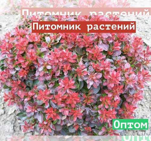 Саженцы Барбарис тунберга Bagatell (Багетель) опт