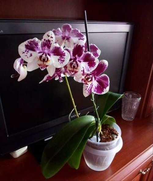 Орхидея фаленопсис азия 1166-4 крупноцветковый