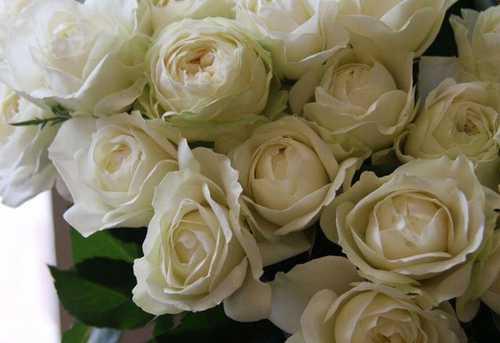 Белые розы 11 21 31 51 101 Ставрополь