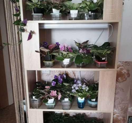 Коллекция фиалок стандарт