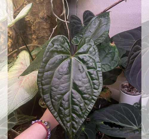 Anthurium Magnificum x Luxurians