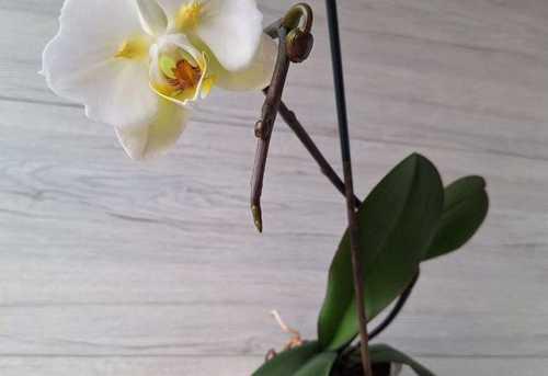 Орхидея фаленопсис белая бабочка