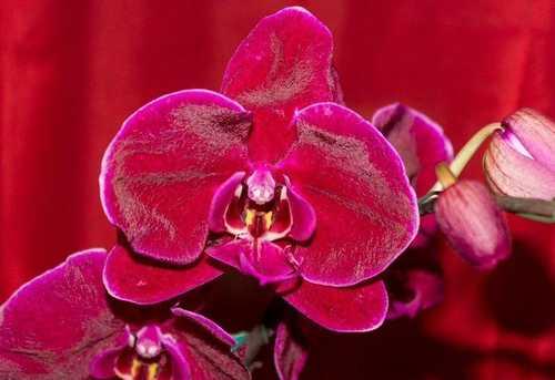 Орхидея фаленопсис Black face