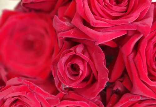 Букет из бордовых или красных роз 60 см