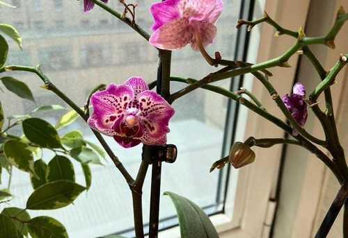Орхидея фаленопсис Бабочка цветы букет