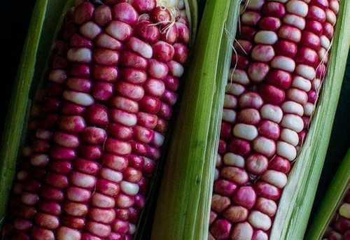 Семена кукурузы Red corn -Красная кукуруза